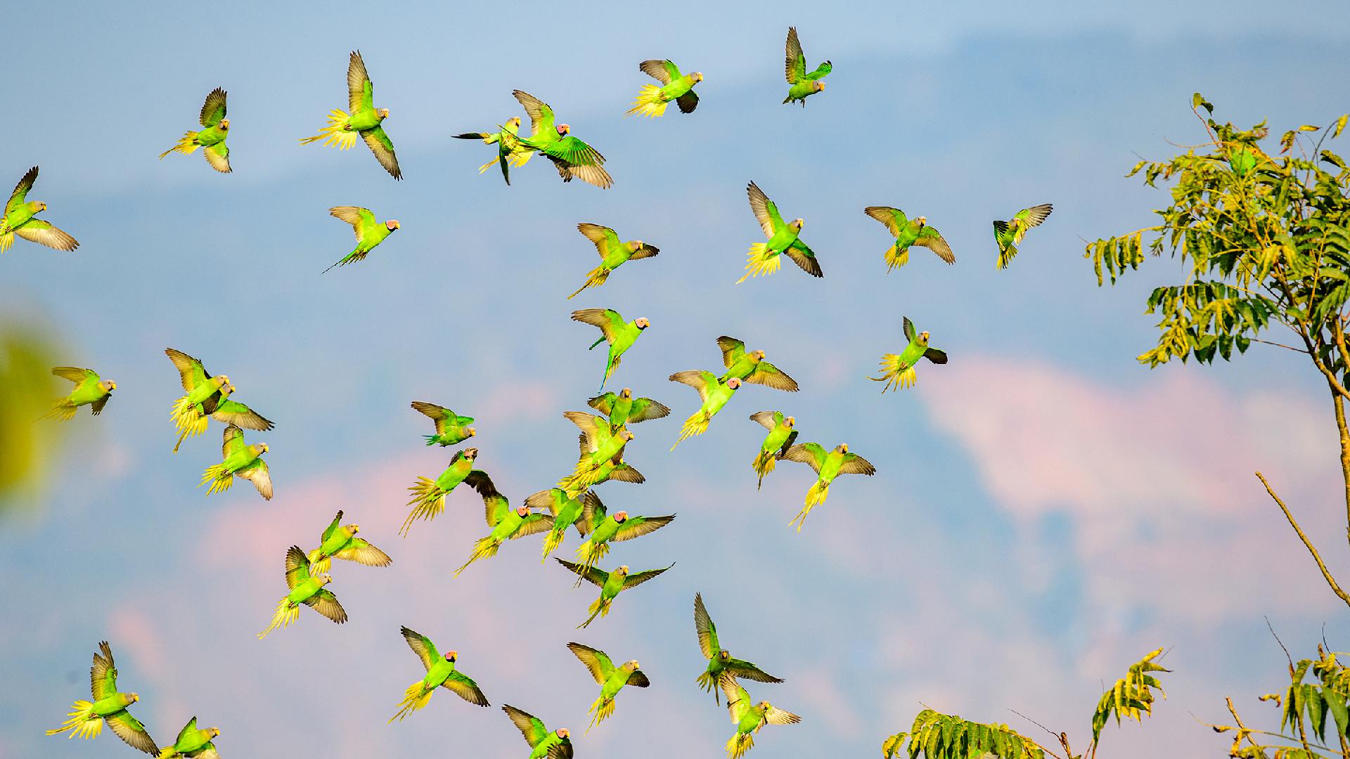 A record number of blossom-headed parakeets spotted in SW China - CGTN