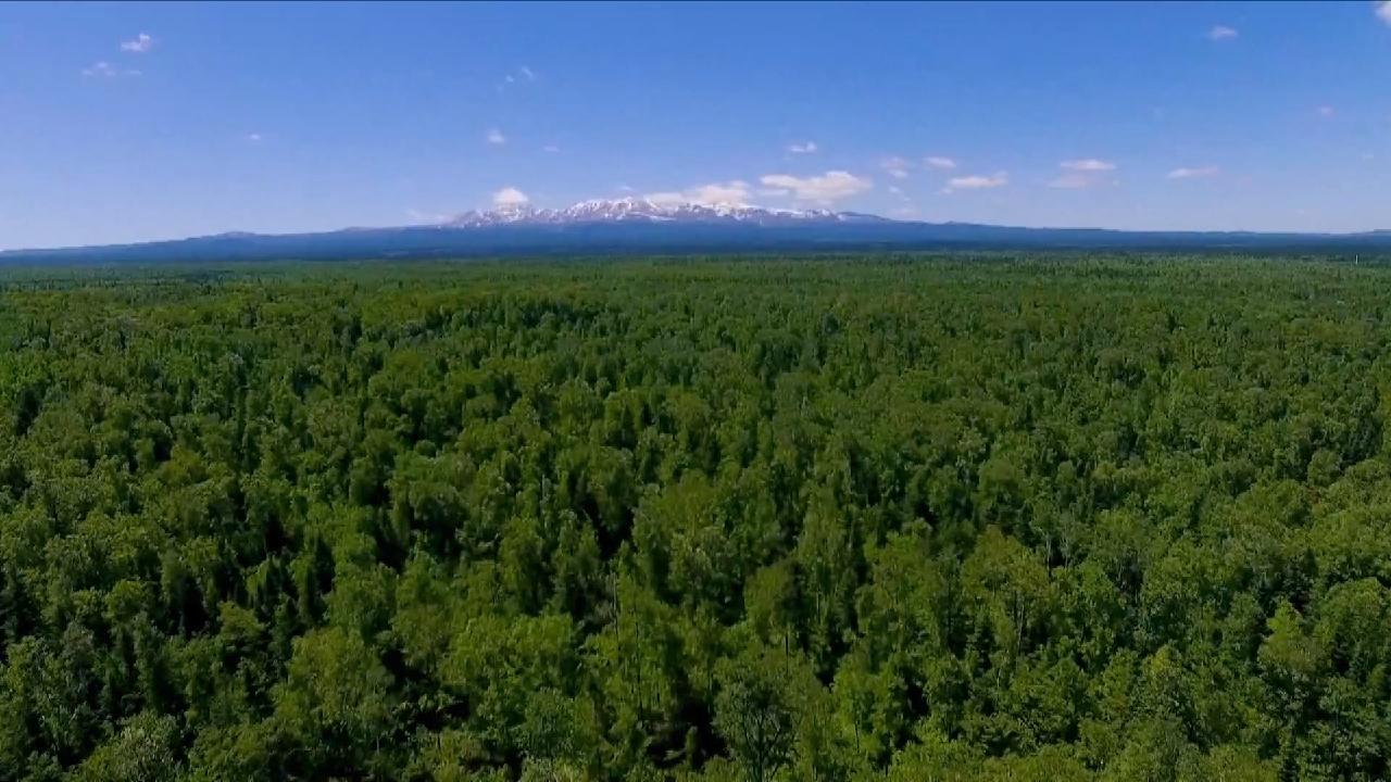 China builds more than 6.13m hectares of national reserve forests - CGTN