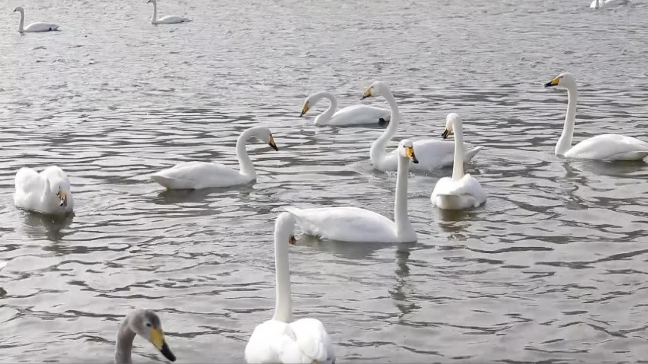 Wild swans attract numerous daily visitors to Liaoning Province - CGTN