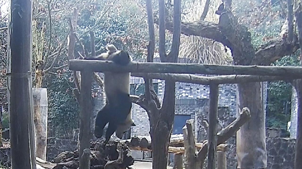 Pandas' playful moments captured! - CGTN