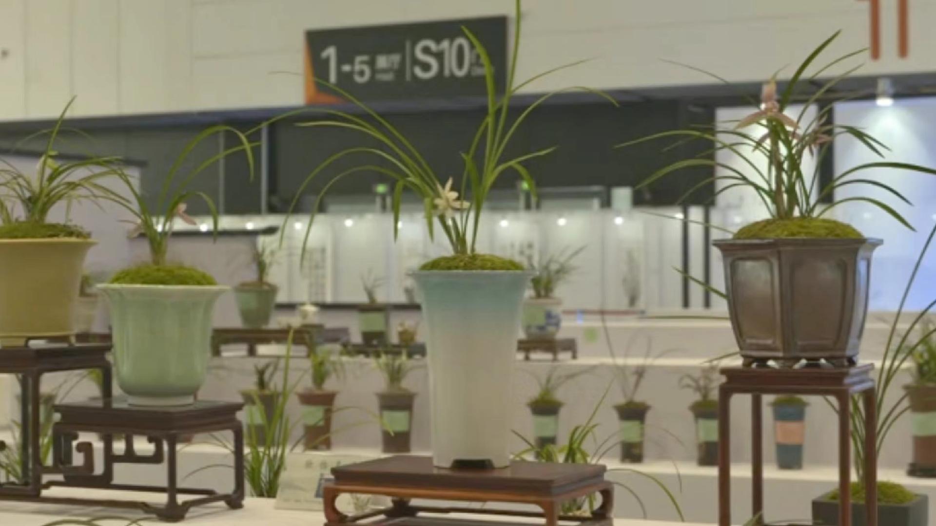 2,000 types of flowers on display at the China Spring Orchid Festival ...