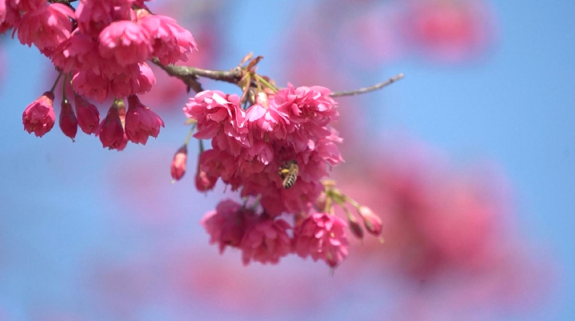 Blooming flowers create enchanting spring scenery in parts of China - CGTN