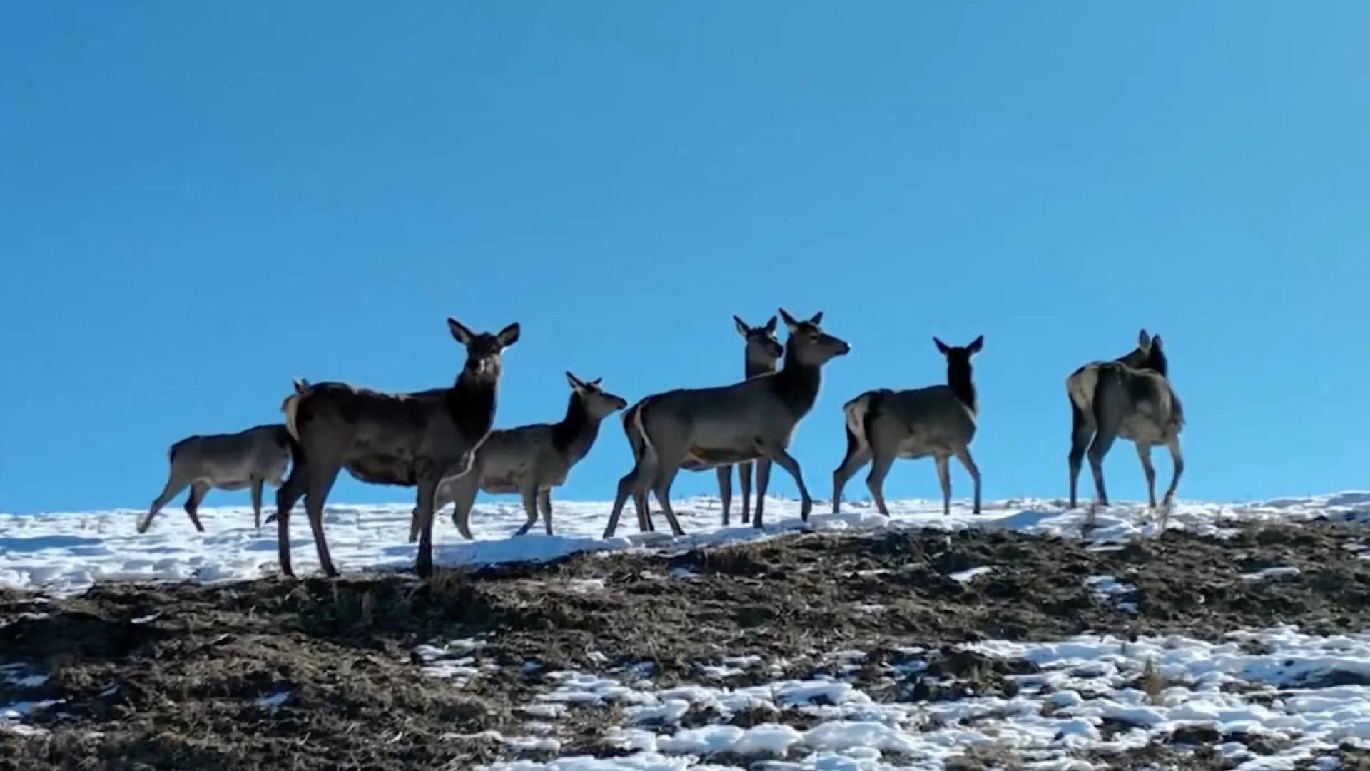 Tian Shan wapiti in Xinjiang foraging in melting snow - CGTN