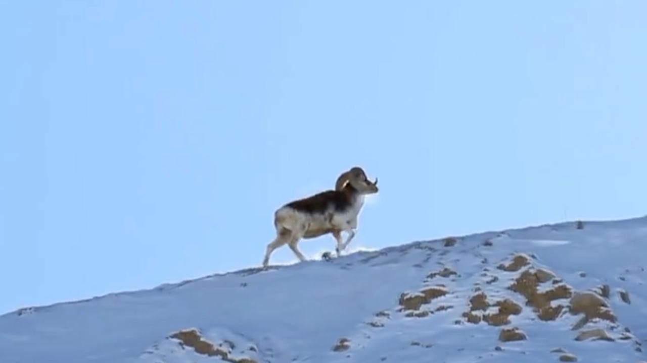 Thousands of Marco Polo sheep migrating on Pamir Plateau - CGTN Thousands of Marco Polo sheep migrating on Pamir Plateau - CGTN