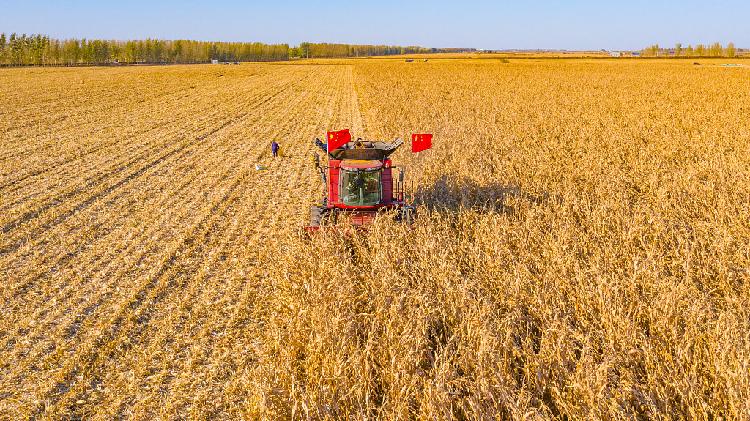 China's high-standard cropland expanded by 30.4 million hectares - CGTN