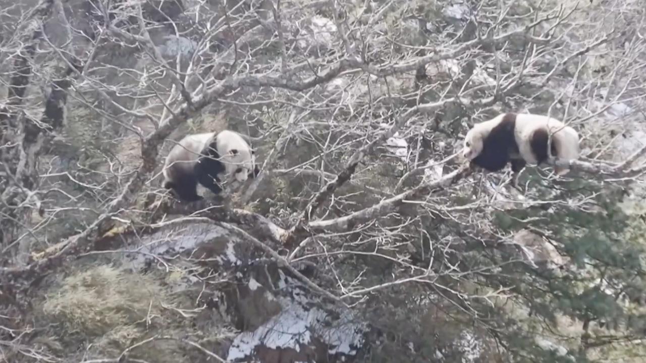 Two wild giant pandas spotted in China's Sichuan - CGTN