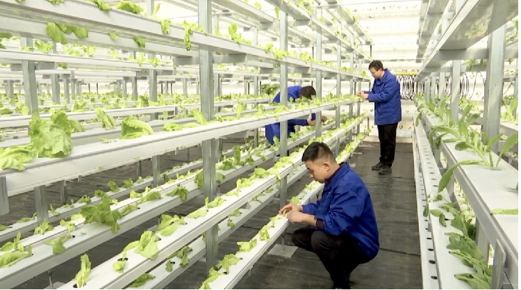 Hydroponic system doubles vegetable production in north China - CGTN