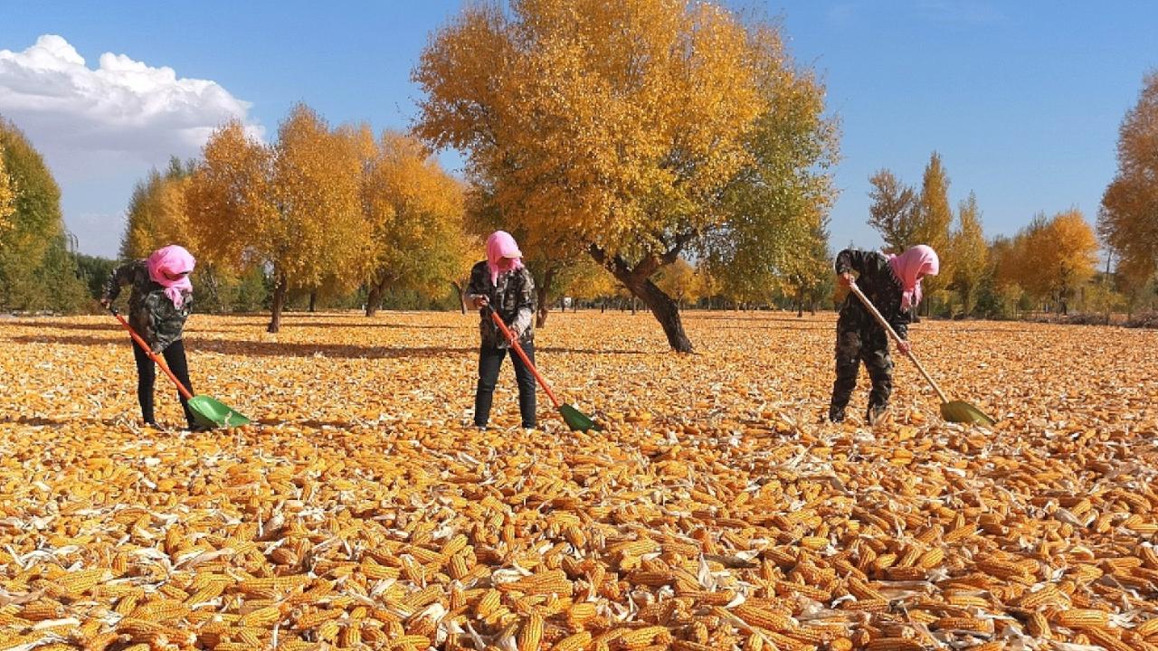 Chinese premier: China's food security guaranteed - CGTN Chinese premier: China's food security guaranteed - CGTN