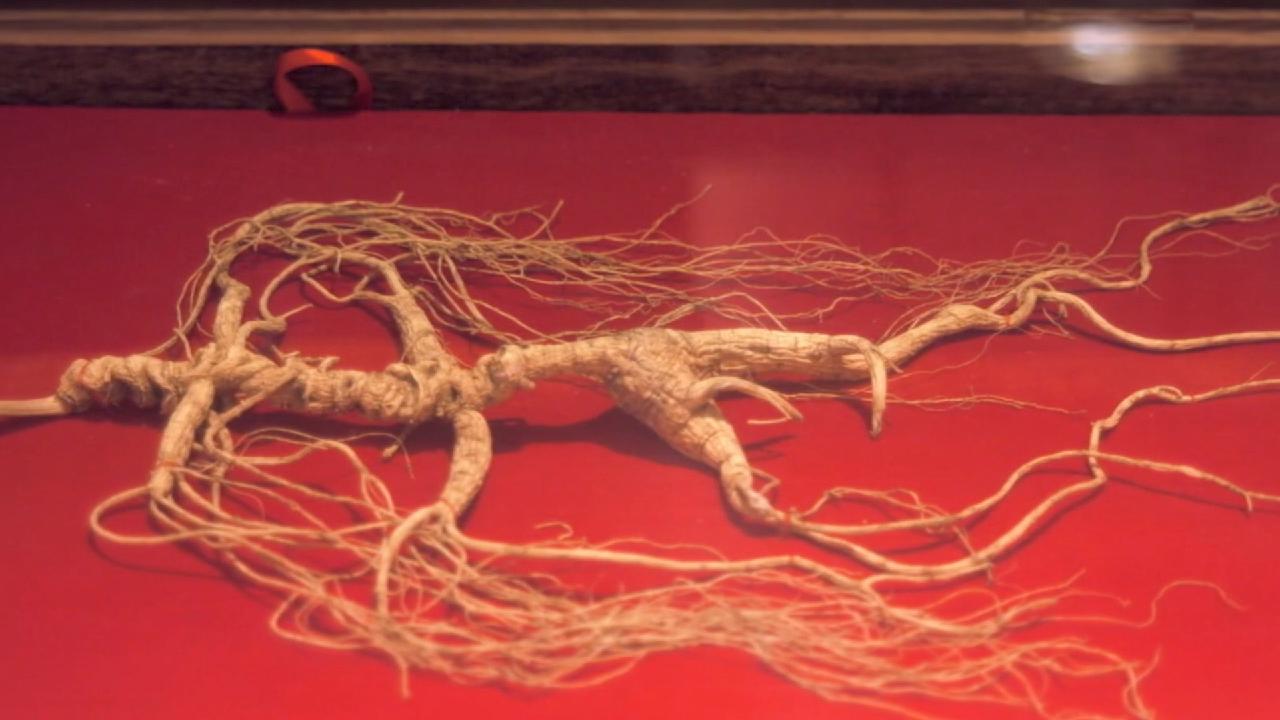 Jilin Province promotes ginseng as a traditional Chinese medicine - CGTN