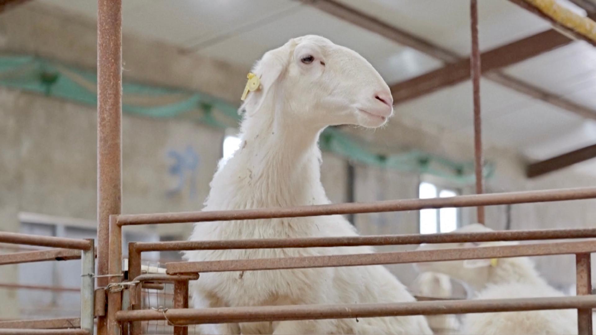 Scientific measures adopted in Xinjiang to boost sheep husbandry - CGTN