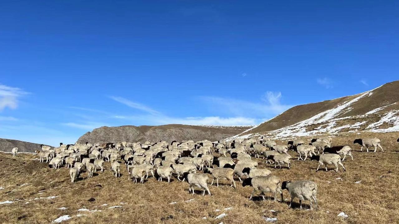 Sheep migration starts in Xinjiang's Tianshan Mountains - CGTN