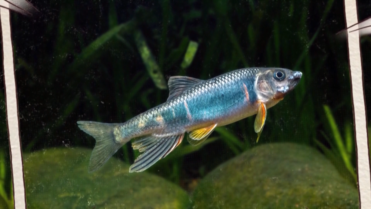 New fish species found in urban mega city of Hangzhou - CGTN