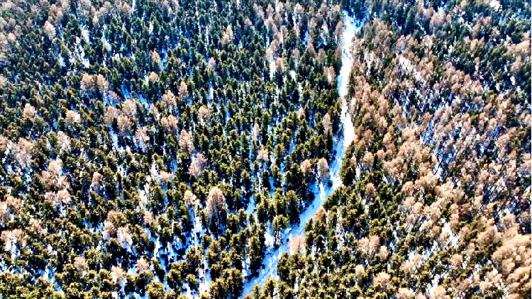 Aerial shots show stunning view of primitive forest in N China - CGTN