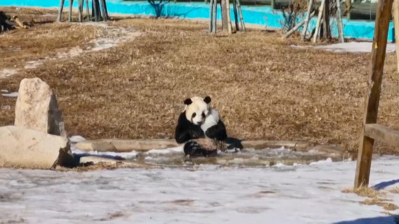 Giant panda delights in late-season snowfall - CGTN