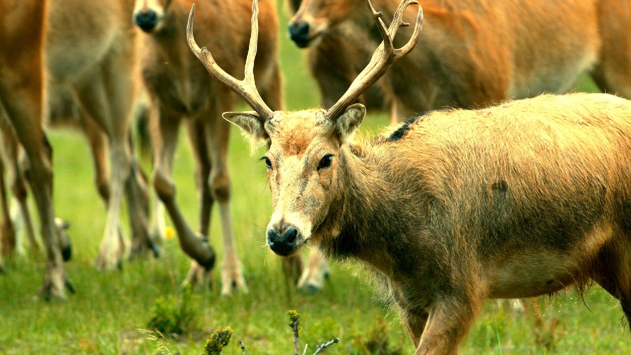 Hebei Weichang Series | Episode 8: Galloping deer - CGTN