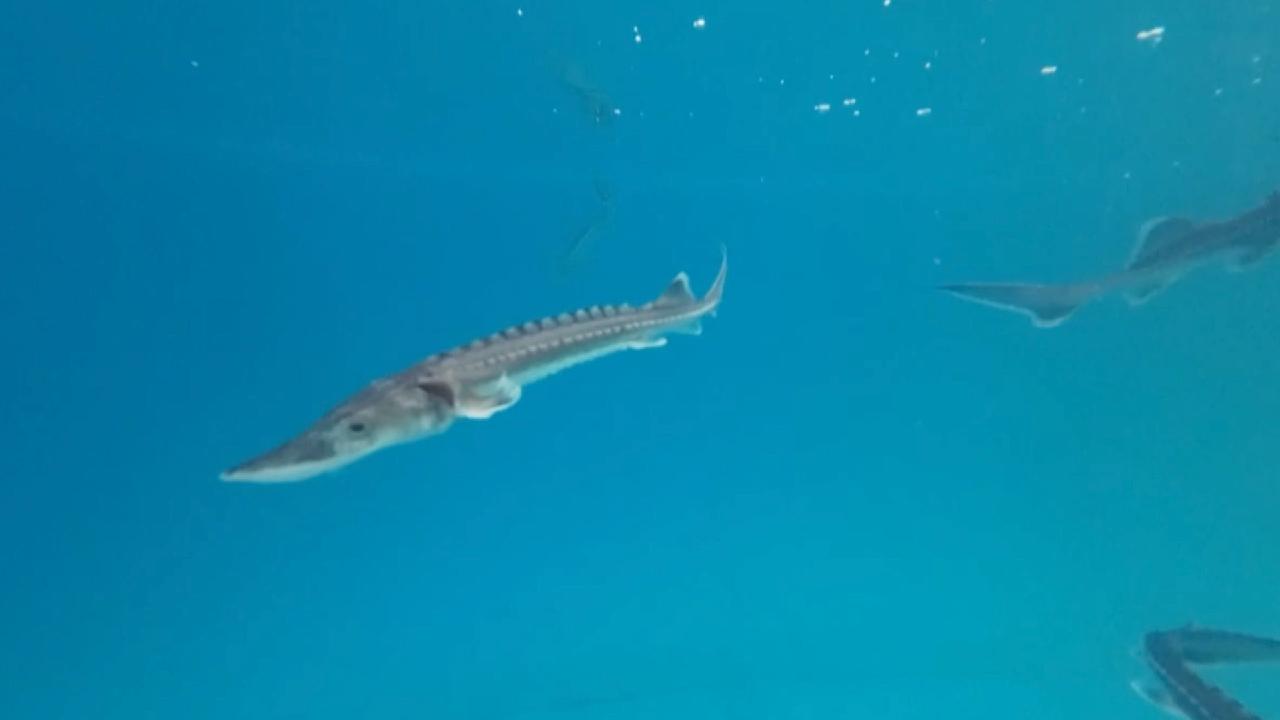 Hubei Province releases 200,000 Chinese sturgeons into Yangtze River - CGTN
