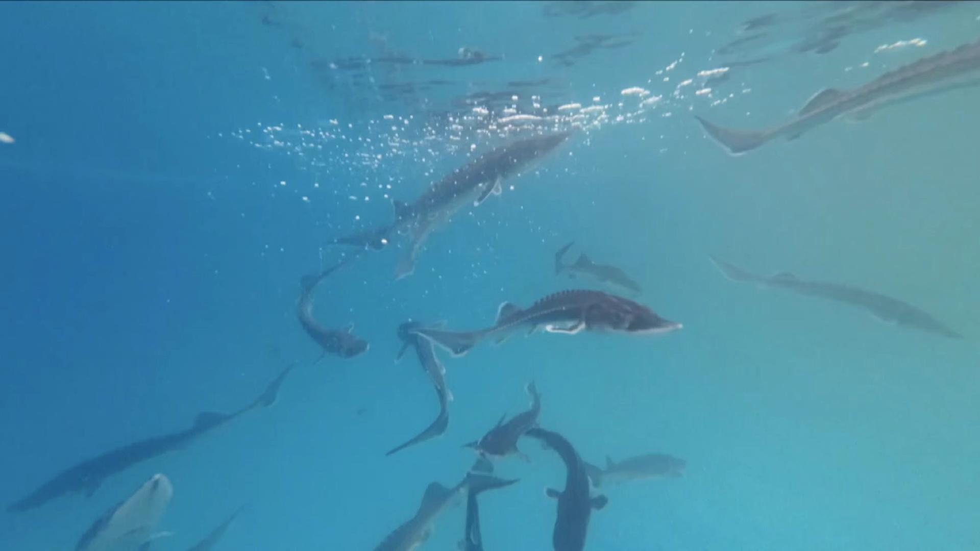 Tens of thousands of Chinese sturgeon released into the Yangtze - CGTN