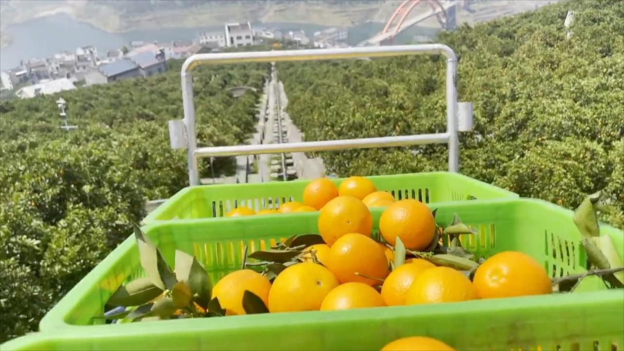 Western Hubei orchards witnessing bumper orange crop - CGTN