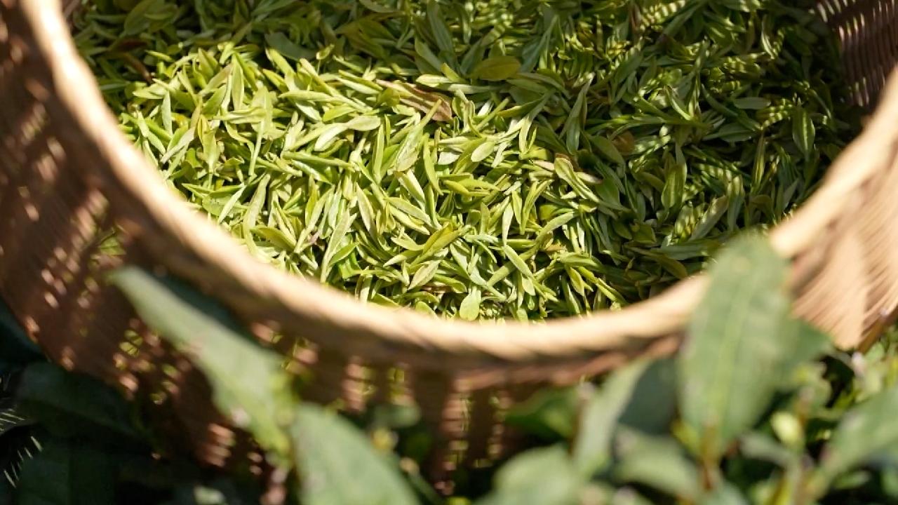 Tea farmers in Zhejiang turn to digital technologies to boost yield - CGTN