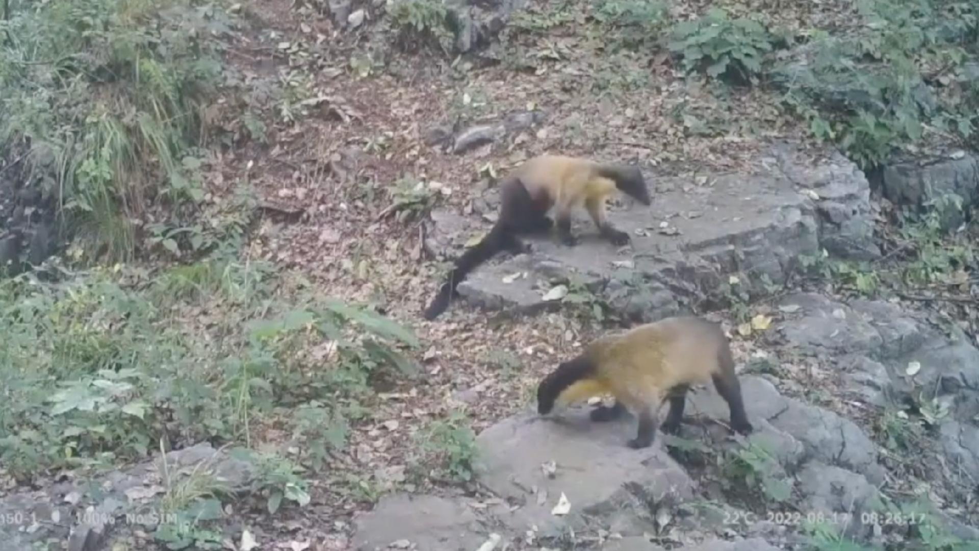 Forest staff collects infrared images of yellow-throated martens - CGTN