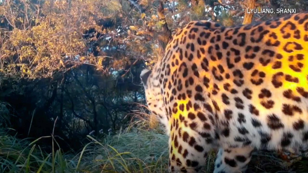 Three wild North Chinese Leopards spotted in China's Shanxi - CGTN