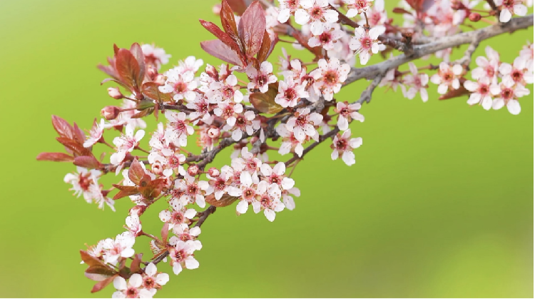 Pick your favorite 'wallpaper' from shots of flowers blooming in north China - CGTN