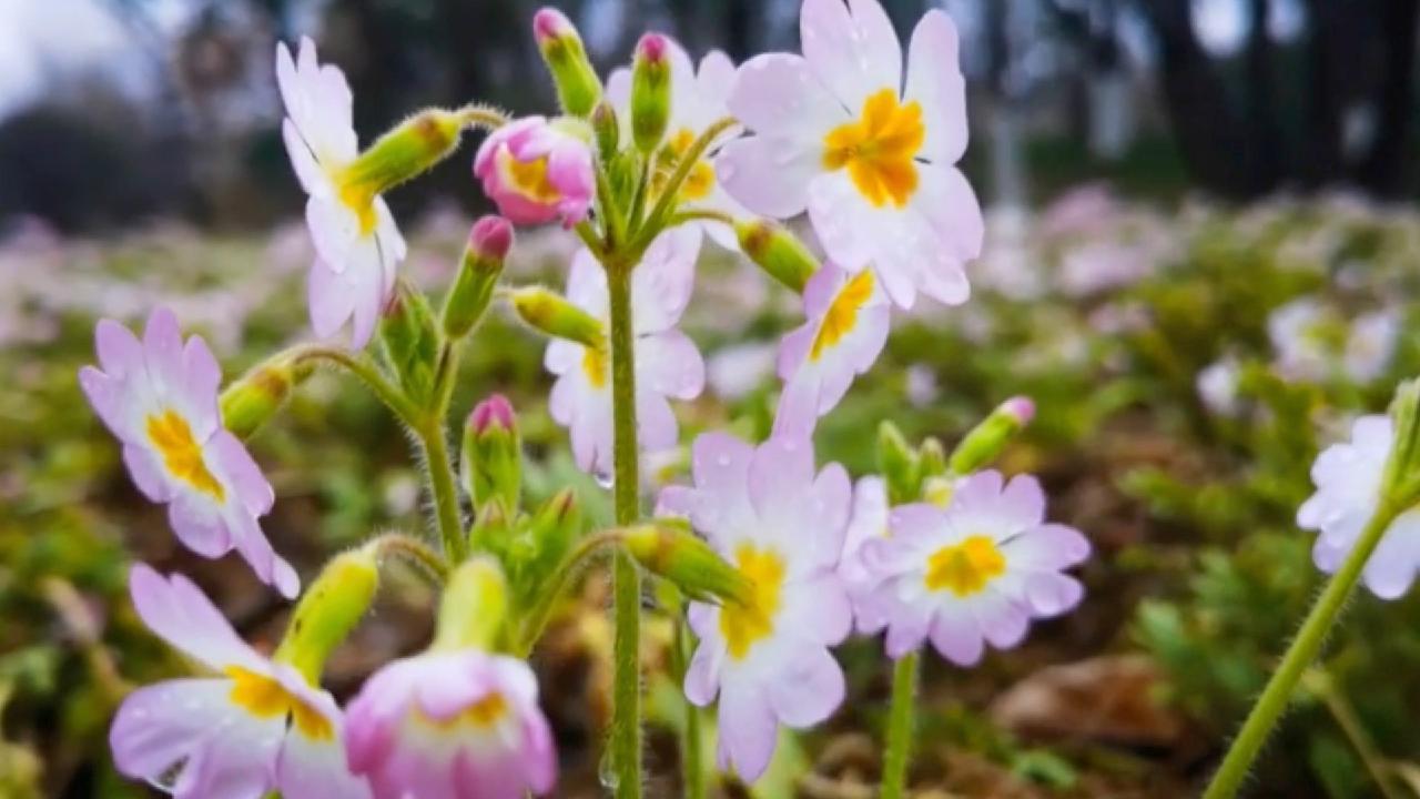 Primula filchnerae Knuth plants in China's Shaanxi in full bloom - CGTN