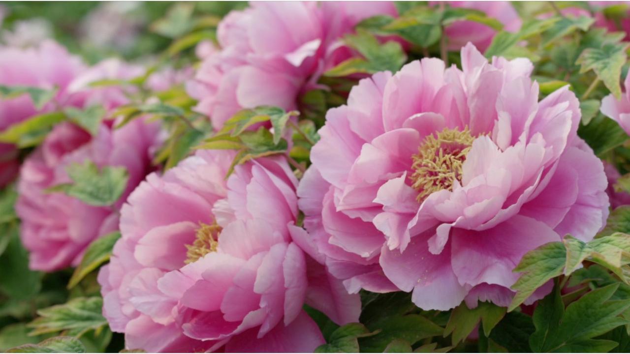 Peonies in full bloom attracting tourists in E China - CGTN