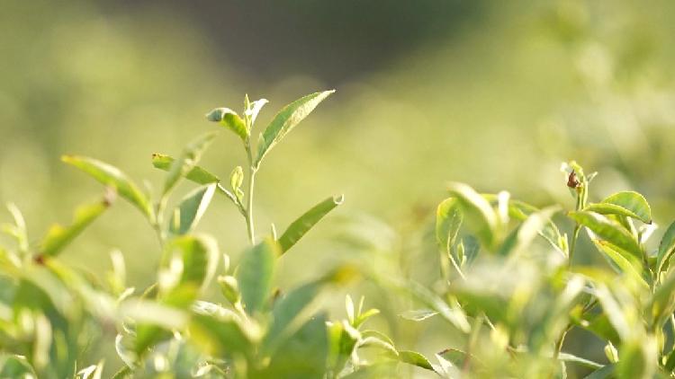 Henan enjoys bumper harvest of renowned Xinyang Maojian tea - CGTN