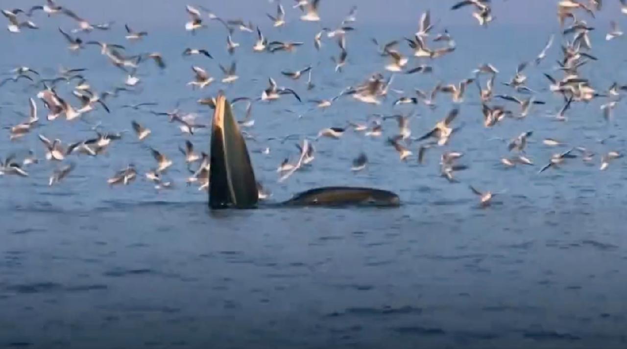 Bryde's whales spotted in waters near southern Chinese island - CGTN