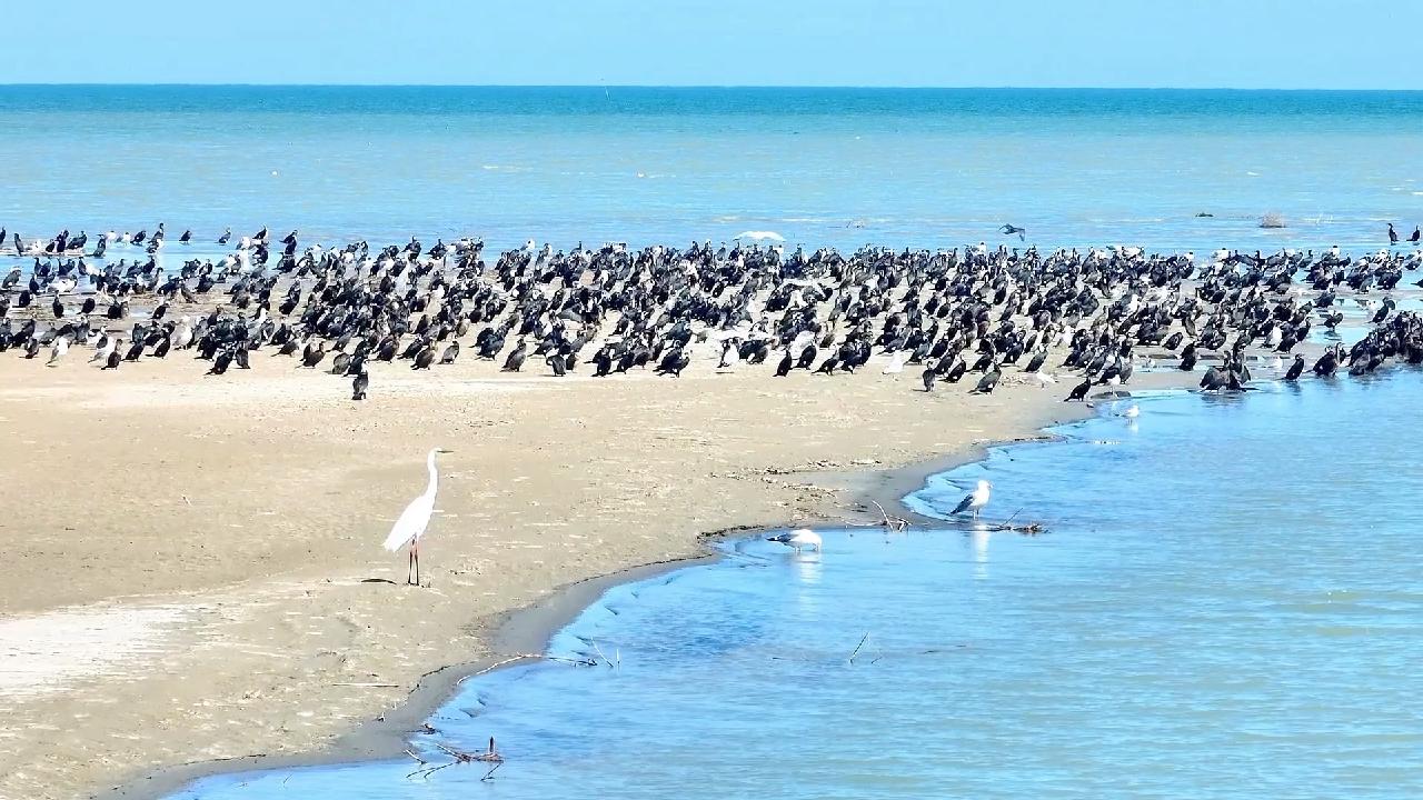 East China lake turns into birds' natural paradise - CGTN