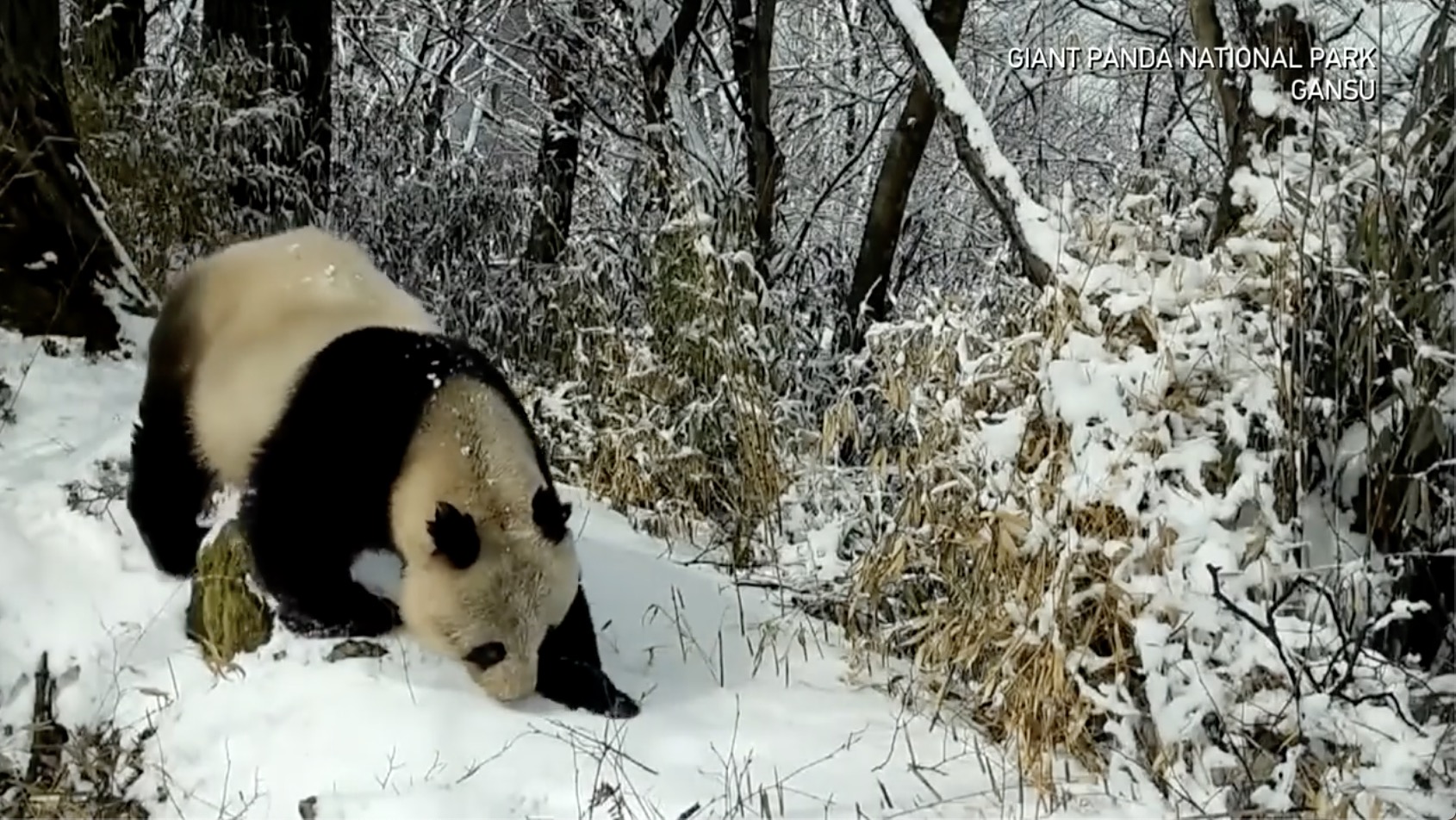 Panda with maple leaf-shaped ear wanders in Gansu's National Park - CGTN