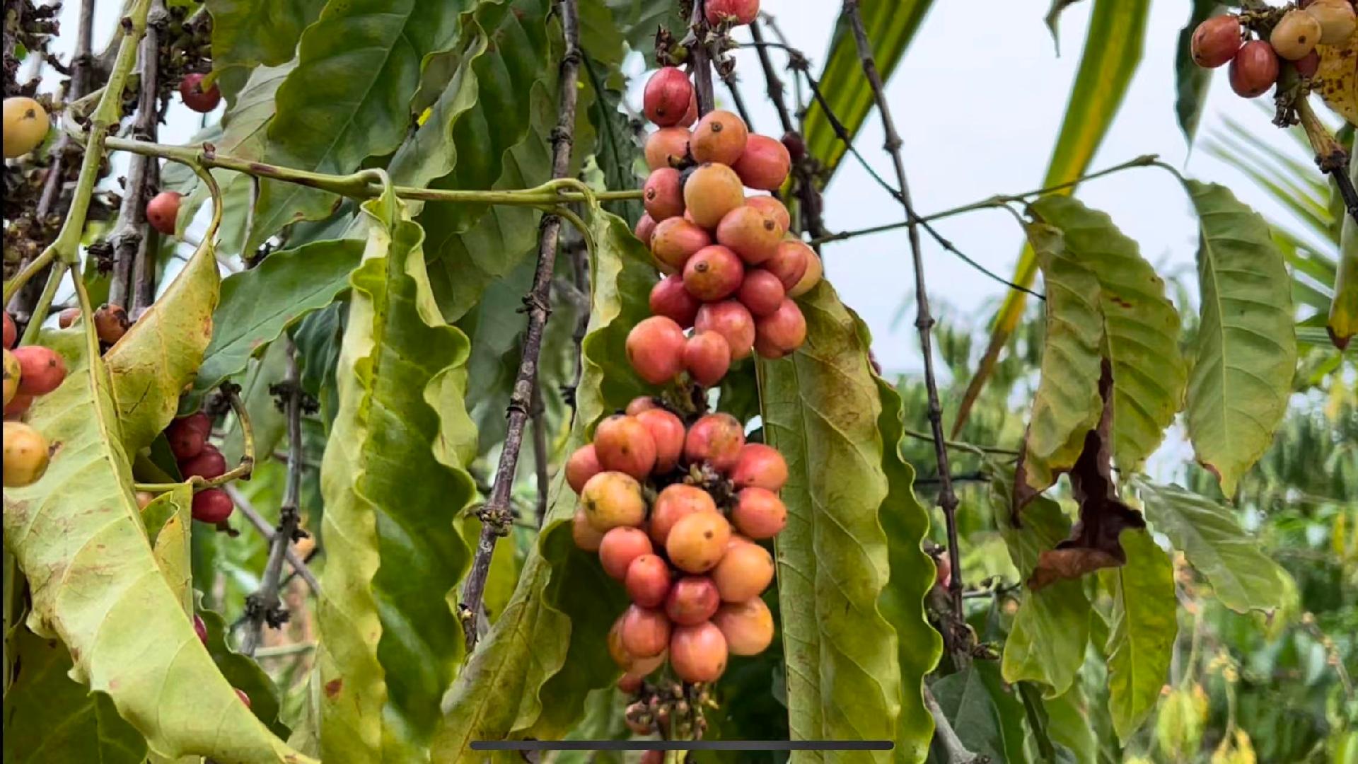 World gets a taste of Hainan coffee thanks to science, innovation - CGTN