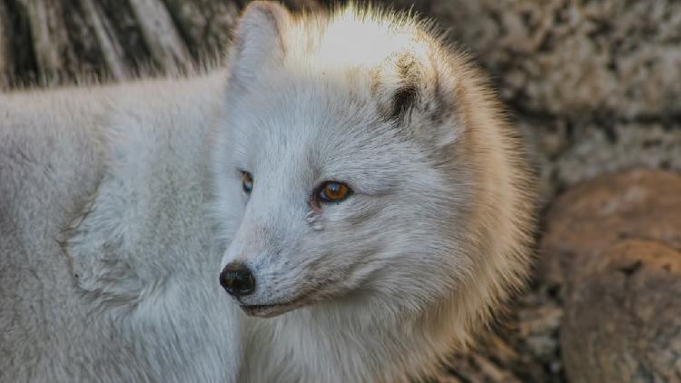 Police officer helps rescued white fox back into the wild - CGTN
