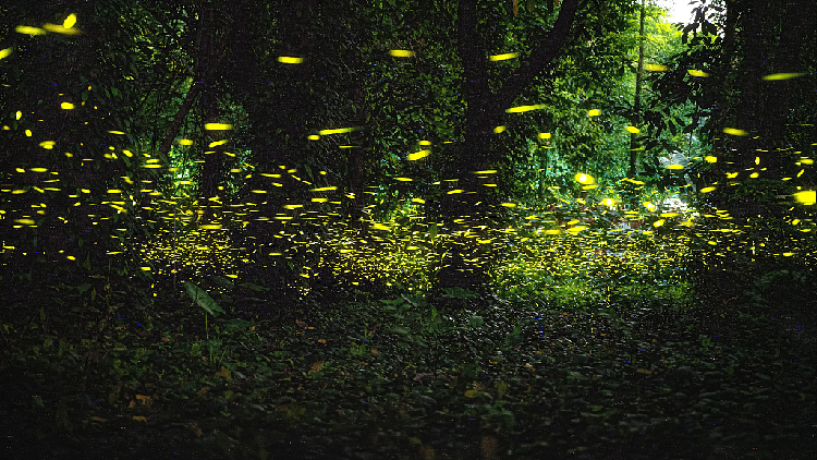 Prepare for a magical summer night with firefly flocks - CGTN