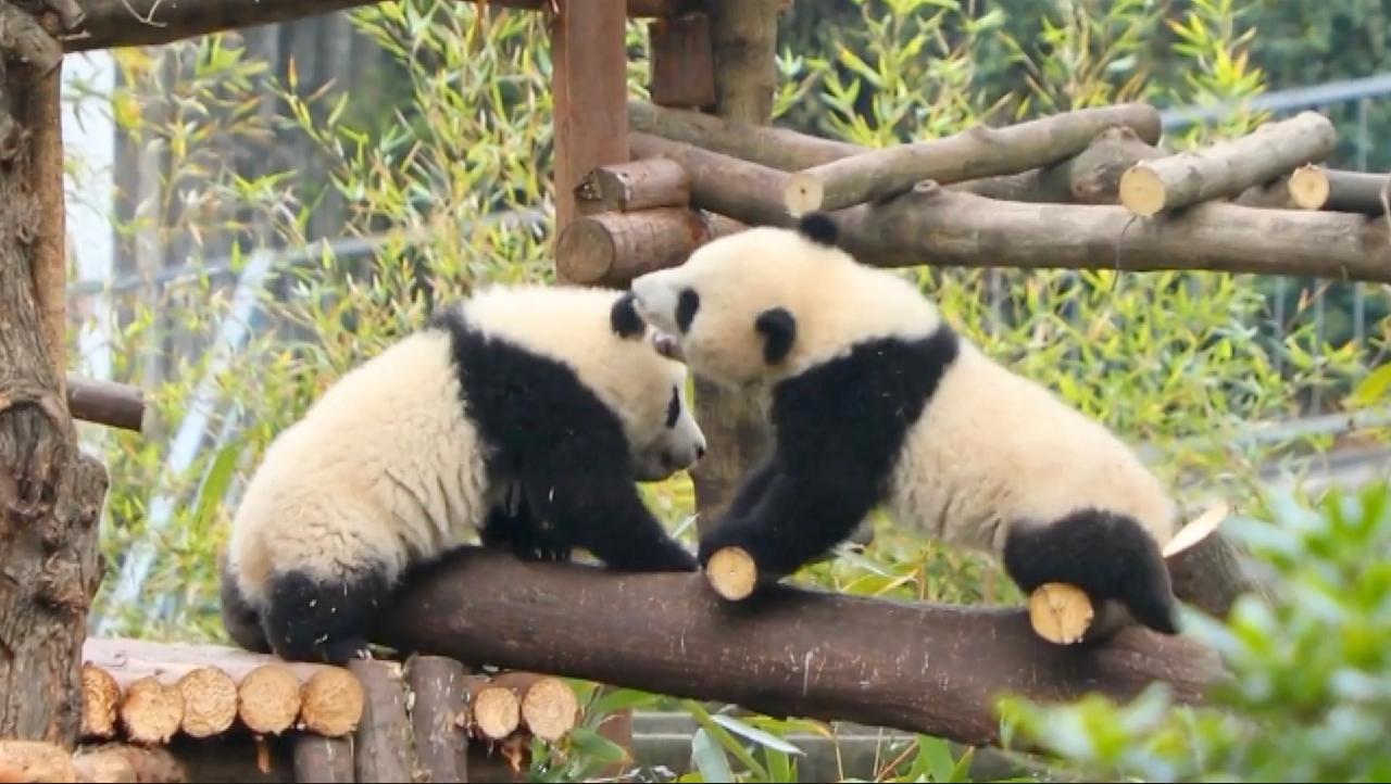 Cute giant panda cubs squabble in play fight - CGTN