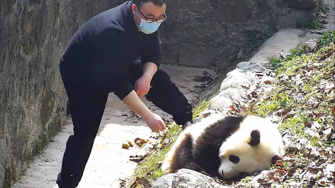 Panda princess sulks as feeder fails to lift spirits - CGTN