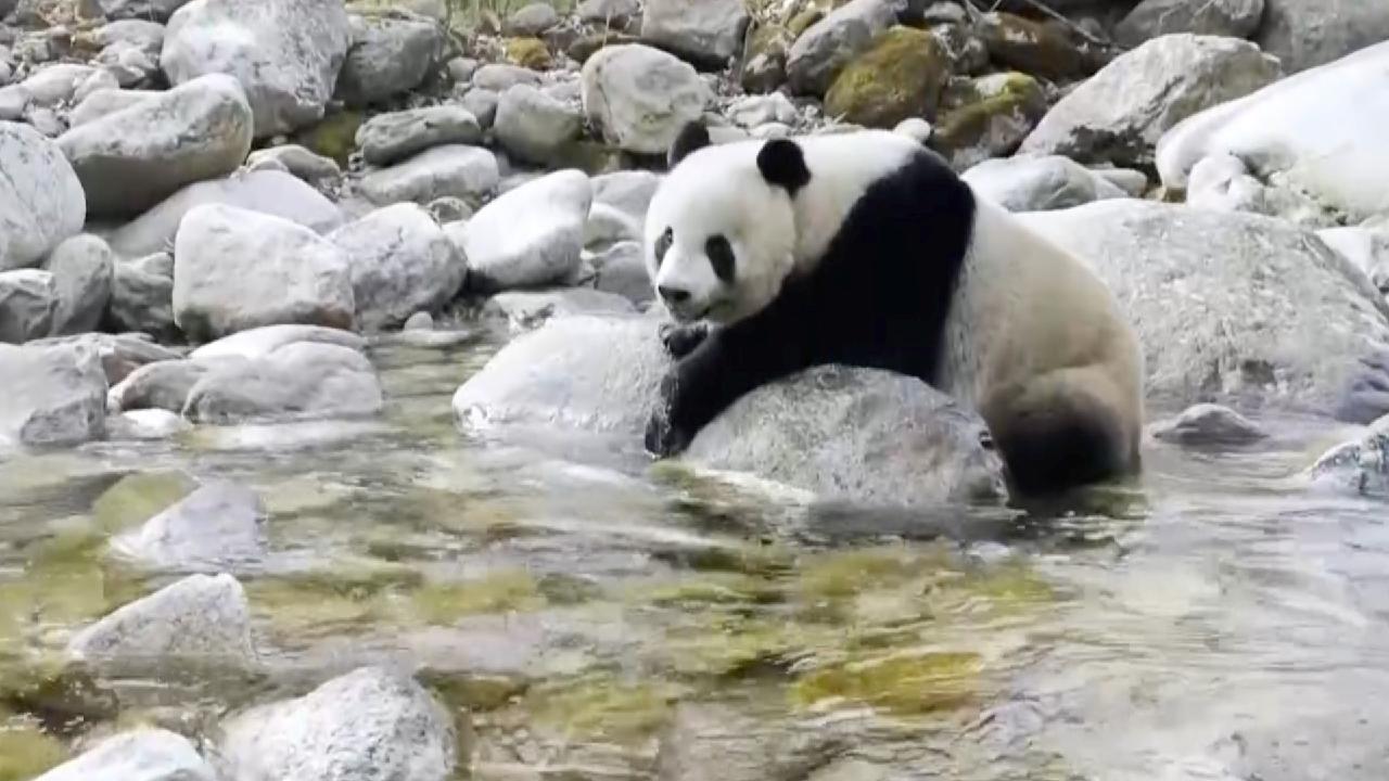 Two wild giant pandas spotted en route to 'romance' - CGTN