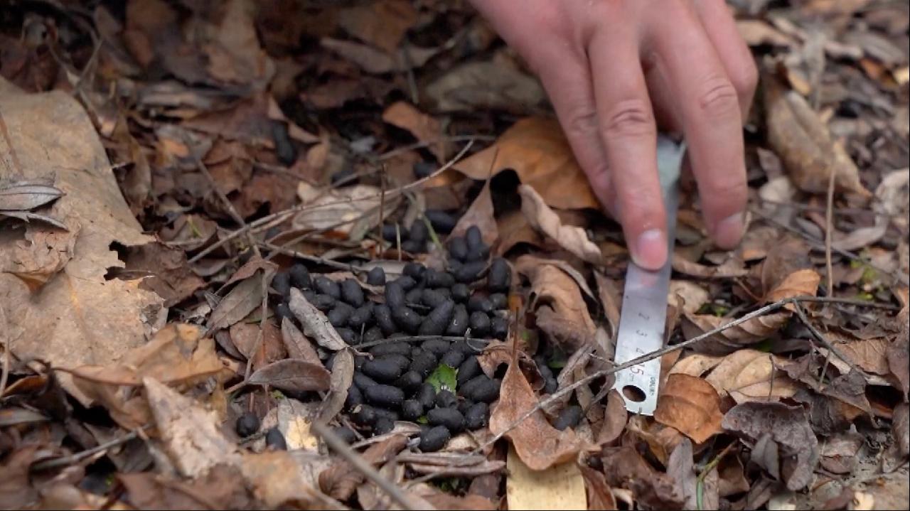 Bite marks, feces and hair, the key clues of giant panda spring survey ...