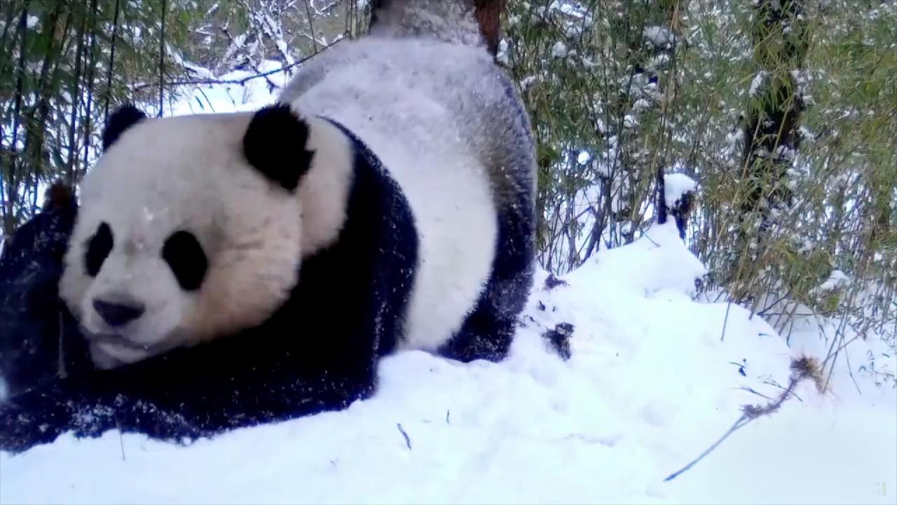 Infrared camera captures images of wild giant panda - CGTN