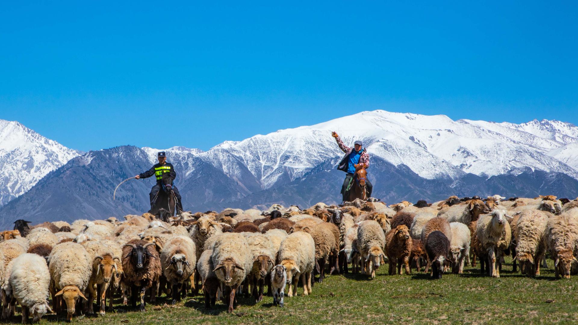 Magnificent view of herdsmen in Xinjiang transferring livestock - CGTN