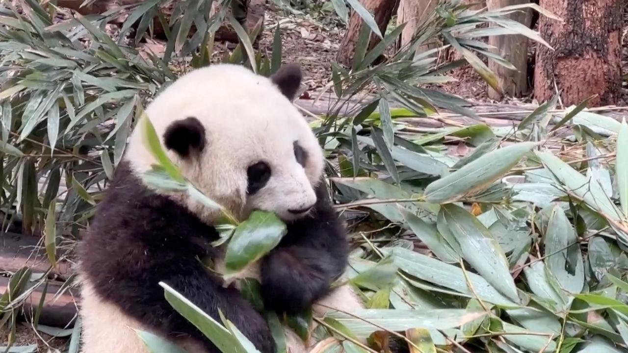 Chengdu's celebrity giant panda drives tourism boom - CGTN