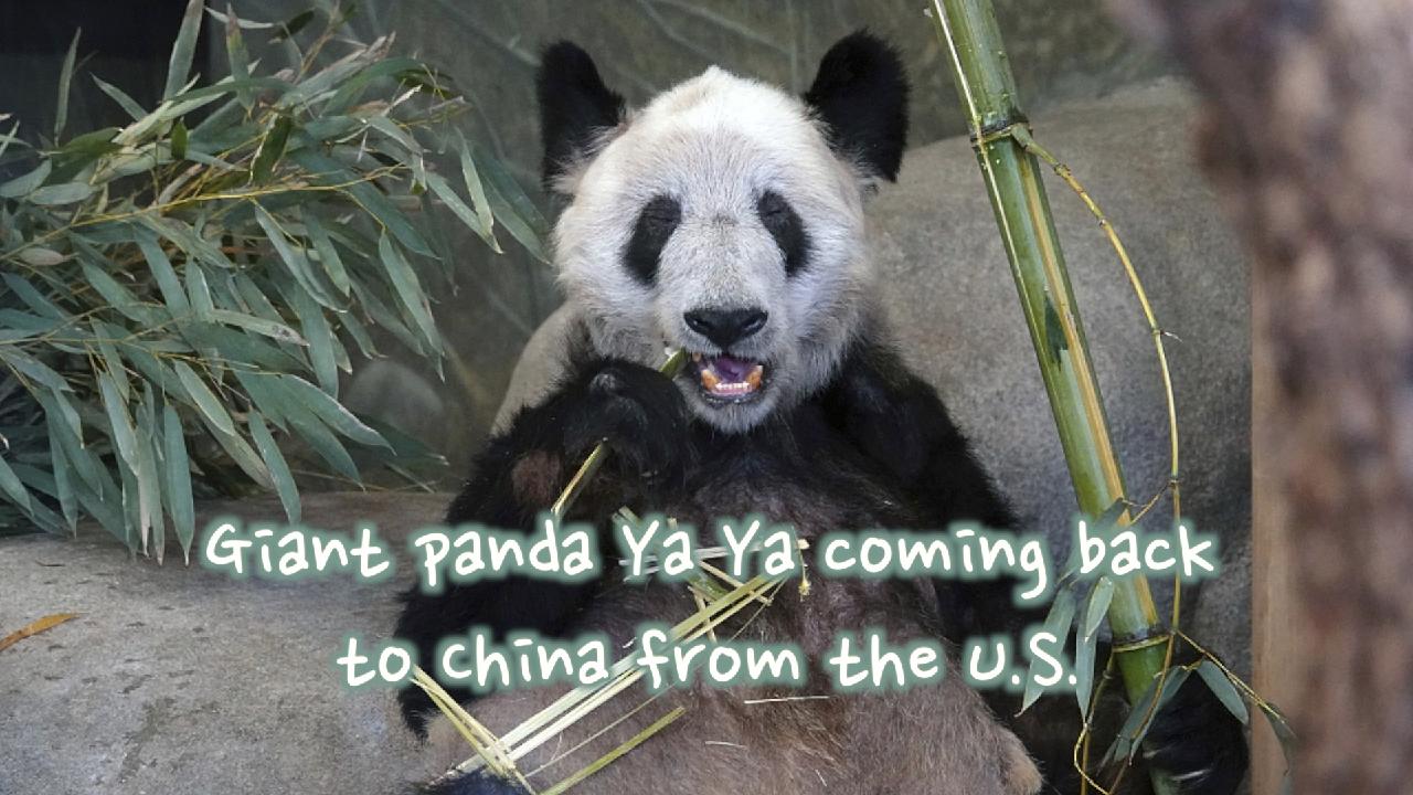 Giant panda Ya Ya coming back to China from the U.S. - CGTN