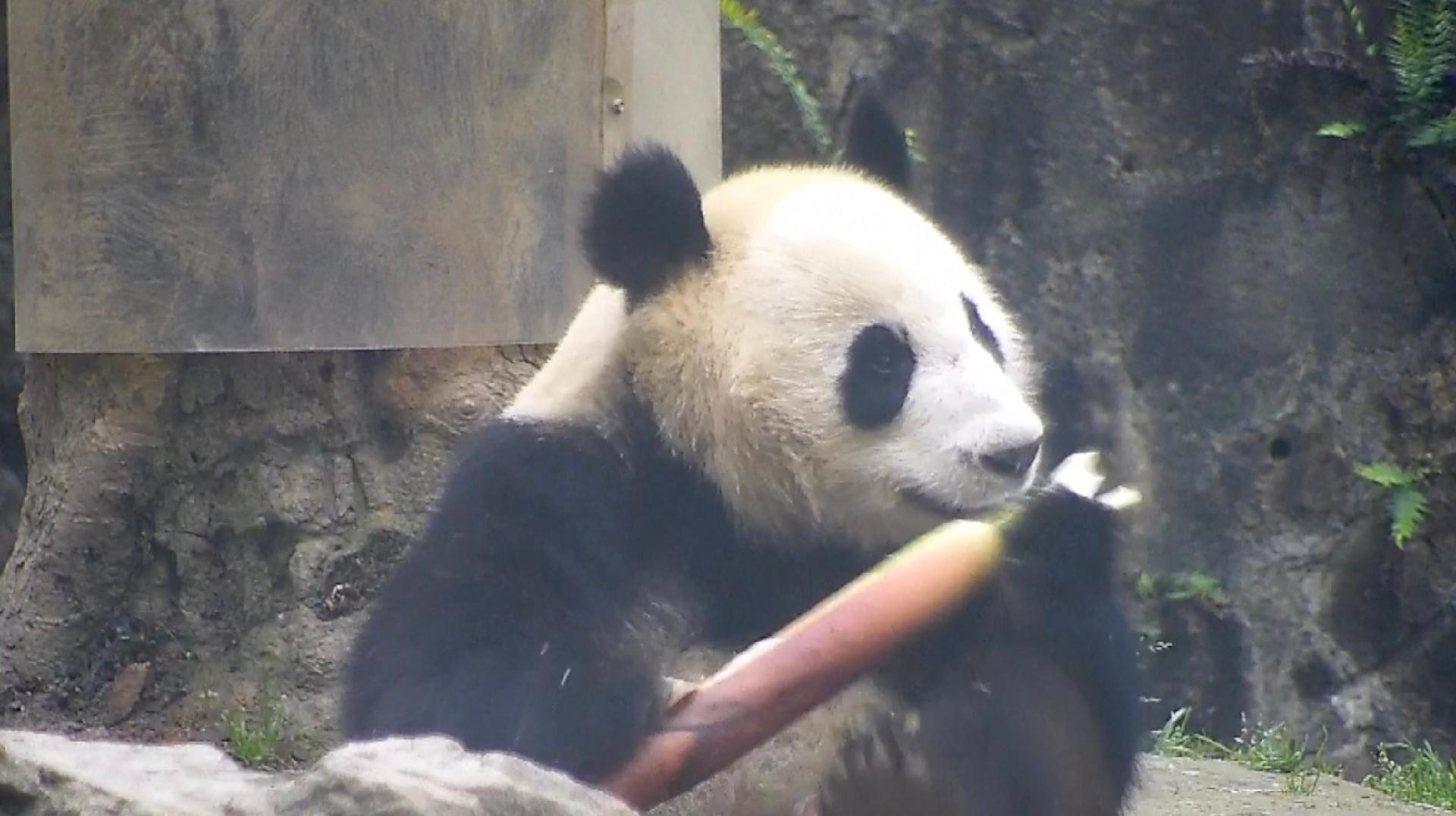 Cuddly giant panda goes viral after feasting on bamboo shoot - CGTN