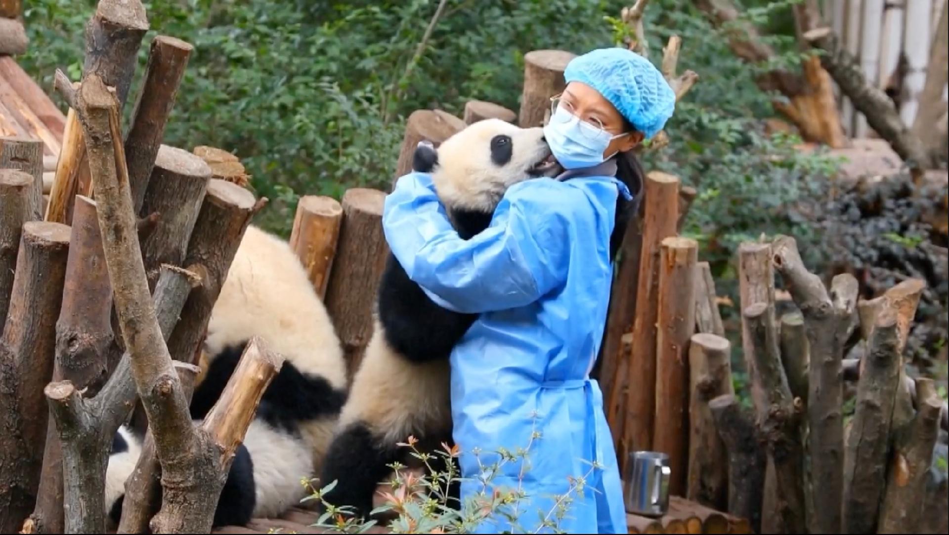 Giant panda cub in Chengdu shows love for his keeper - CGTN