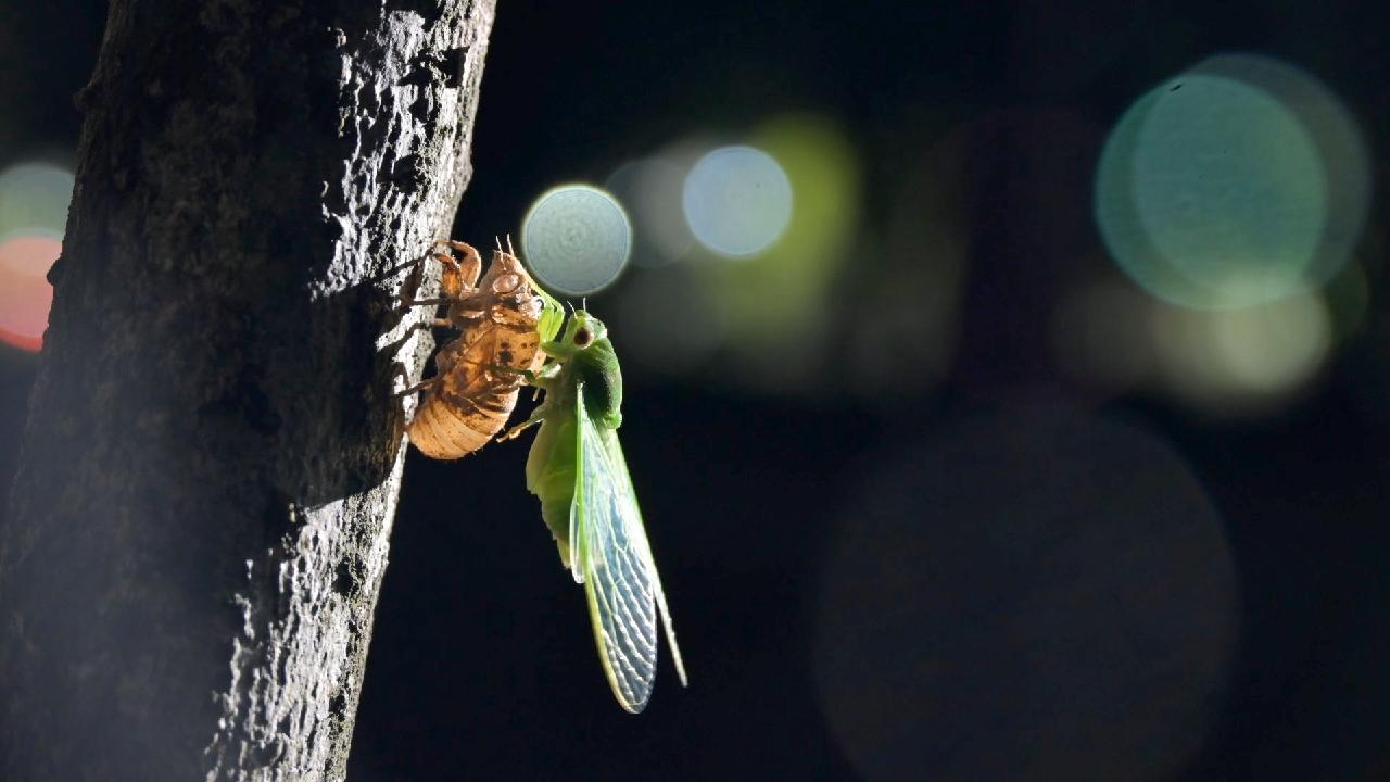 'Start of Summer': Cicada changes to a new 'outfit' to welcome Lixia - CGTN