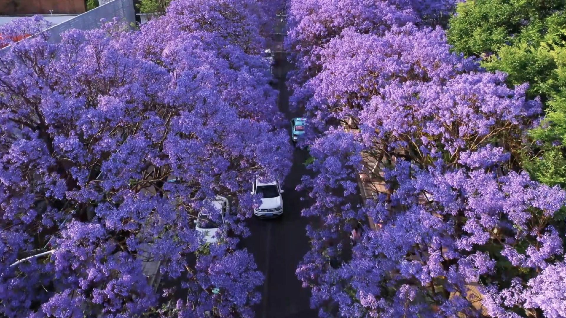 Blooming jacaranda trees help boost tourism in SW China's Kunming - CGTN