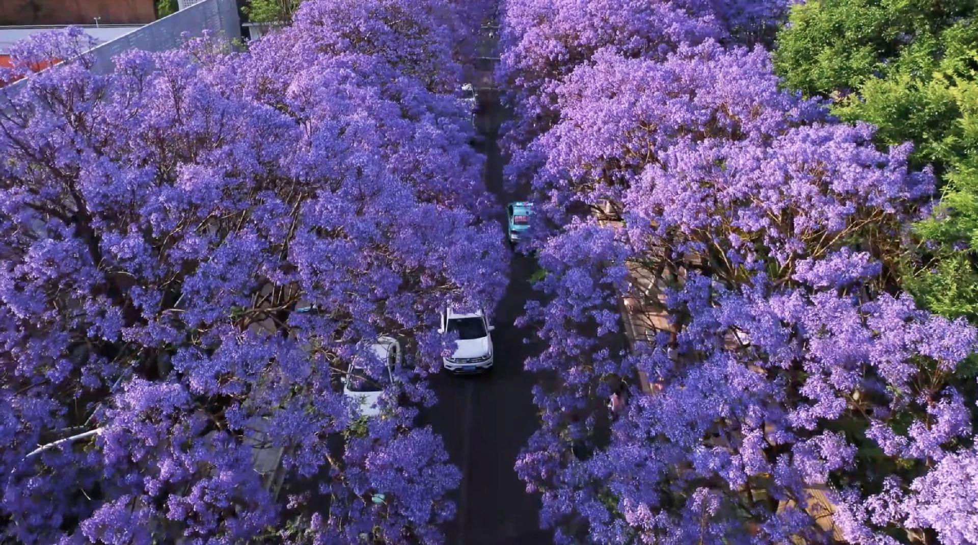Jacaranda flowers help Kunming attract visitors, raise consumption - CGTN