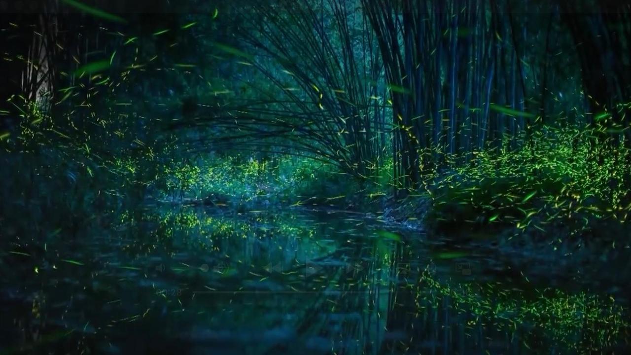 Best season for firefly viewing in Qingshen, SW China's Sichuan - CGTN