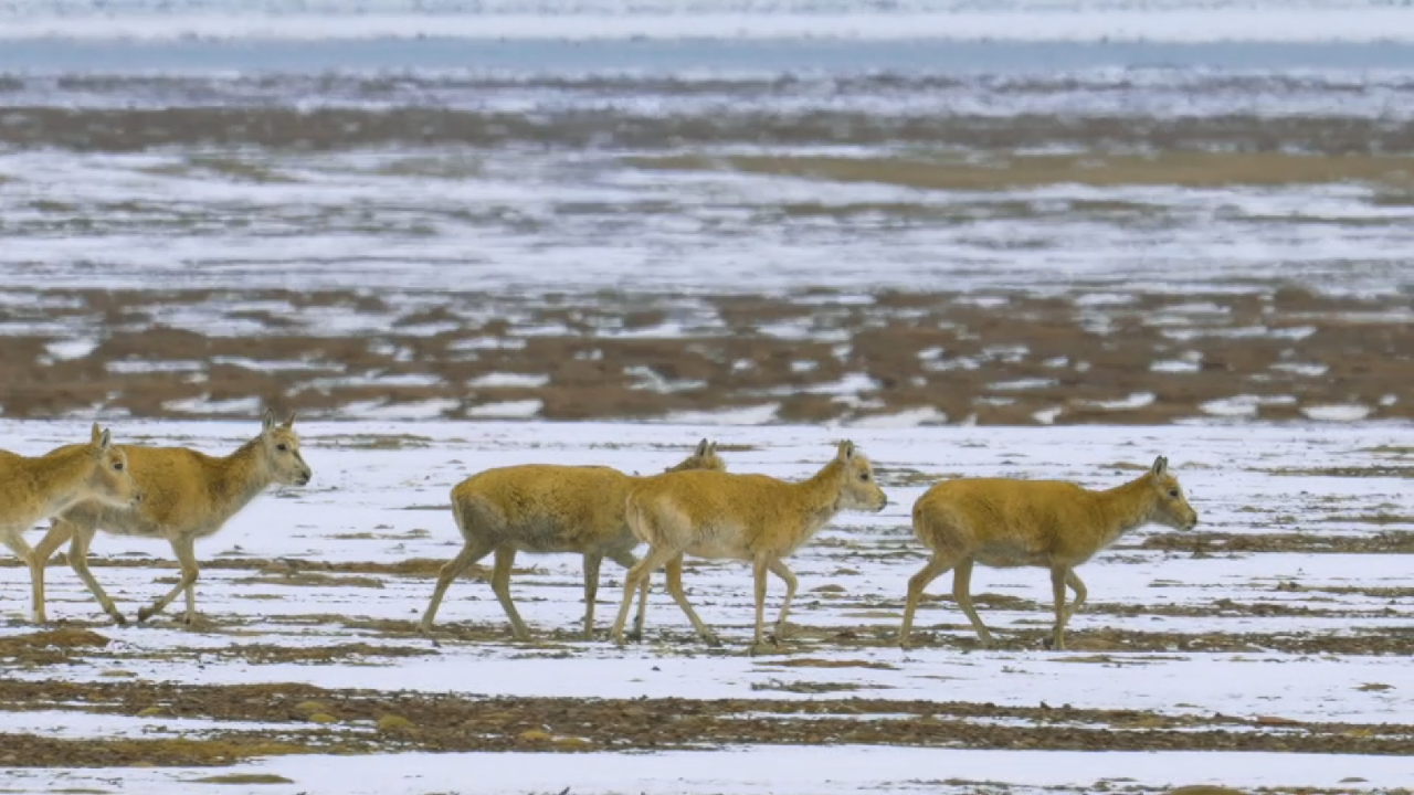 The magnificent migration of Tibetan antelopes - CGTN